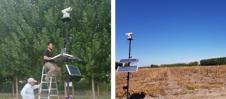 Syngenta sunflower seed producer achieved bird damage reduction