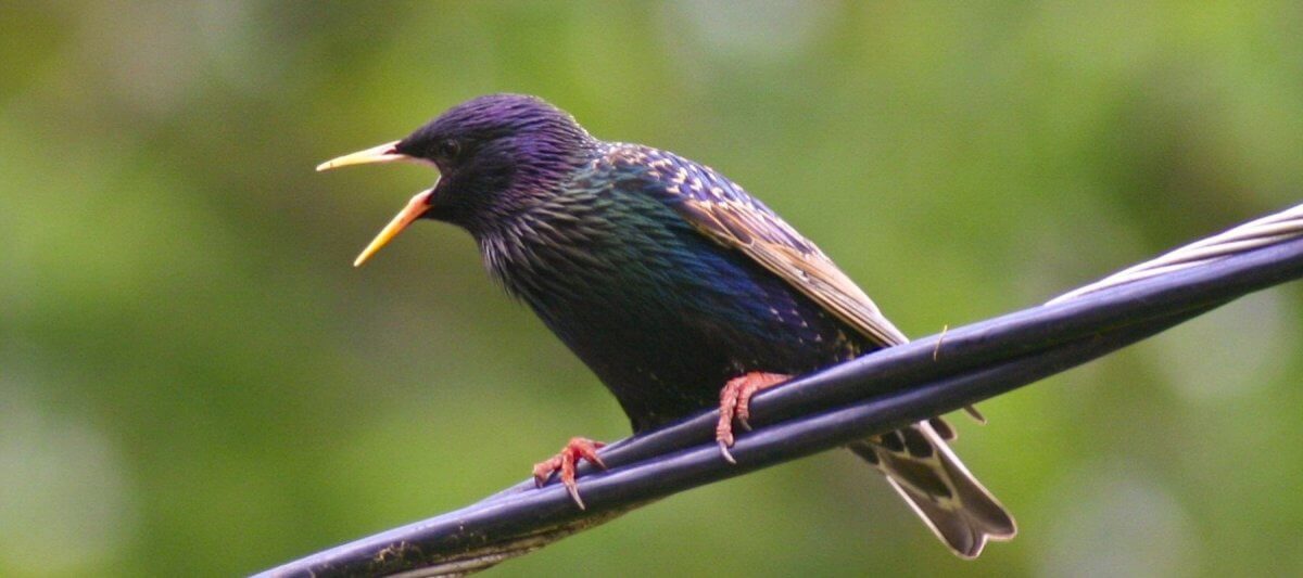 How to get rid of starlings effectively using a laser bird deterrent