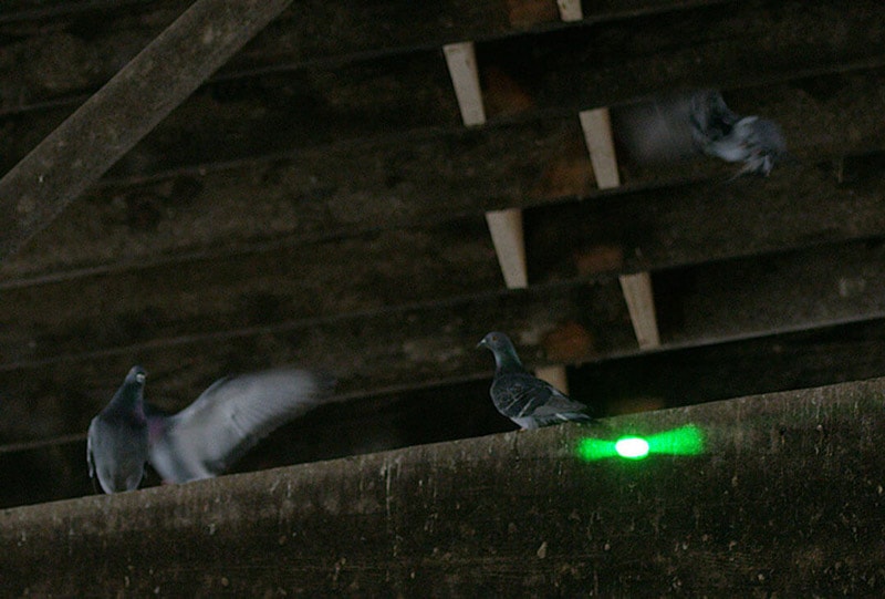 Lasers for commercial bird control