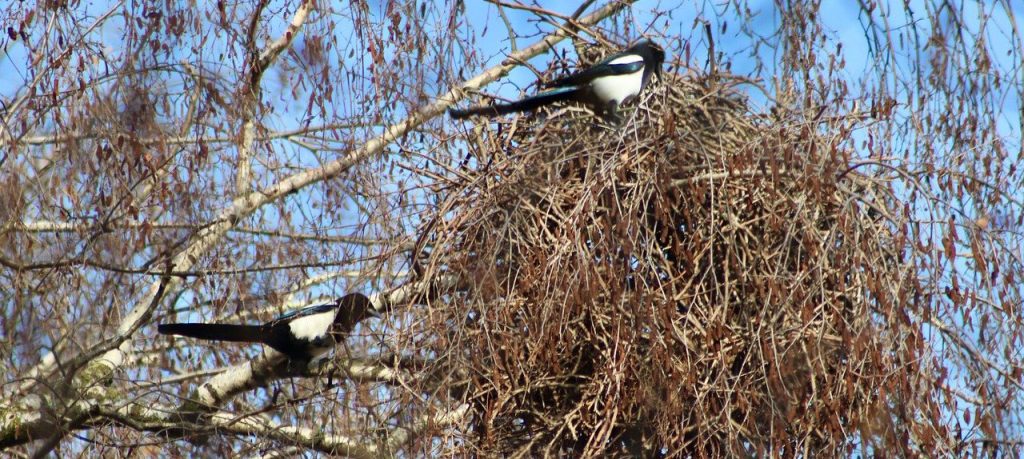 The Inside-Outs of Bird Removal: How to Remove Birds Effectively