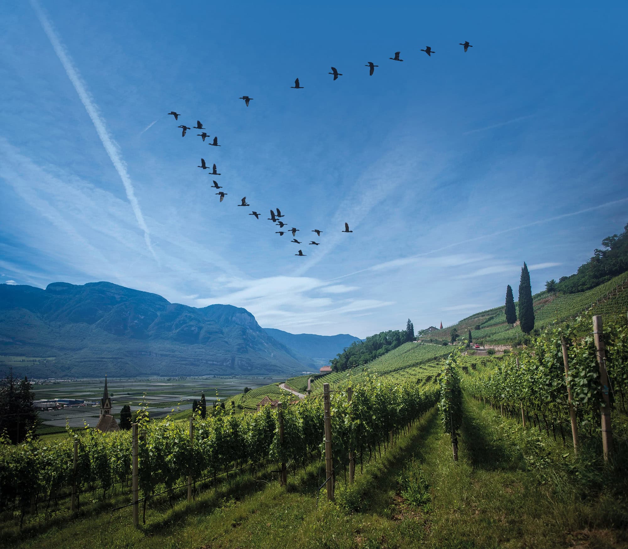 Birds Out, Protected Crops