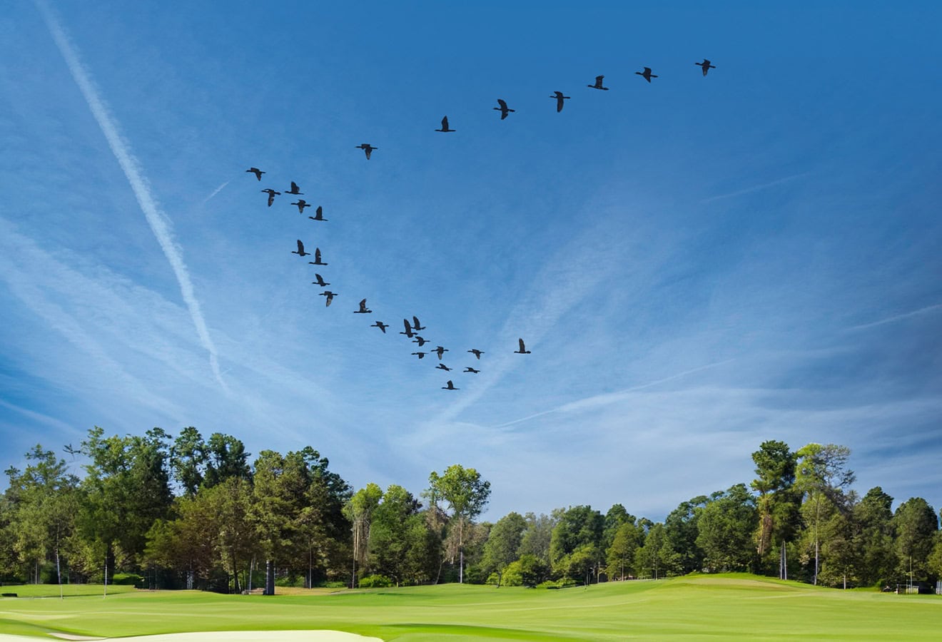 The most effective tool to keep geese off golf courses